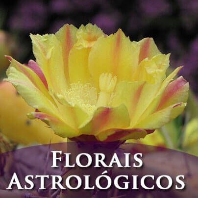 Floral Astrológico - Explanação - Pela Terapeuta Holística Paula Pires